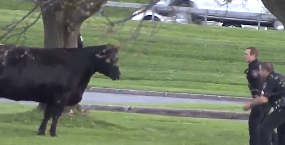 Rogue cow on the loose: a 900 lb black and white beauty « Burlington ...