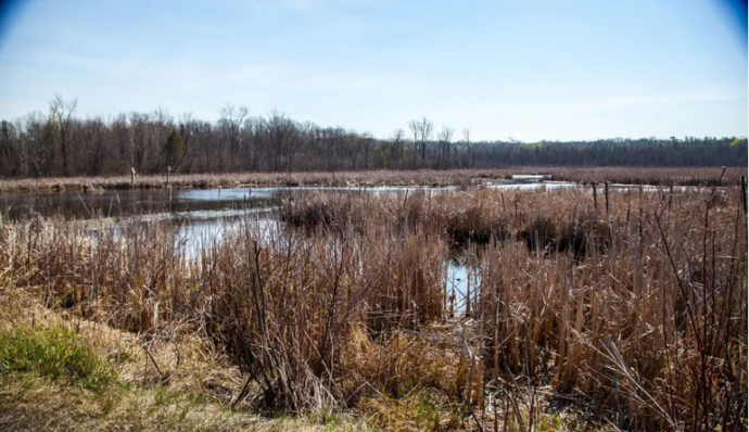 The way wetlands work and why they are protected and where they are now ...