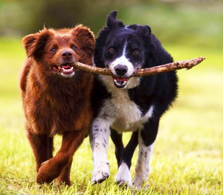 Brock research explores how personality affects relationships between ...