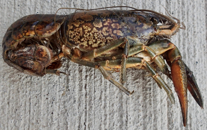 Invasive Marbled Crayfish Found for First Time in Ontario « Burlington ...