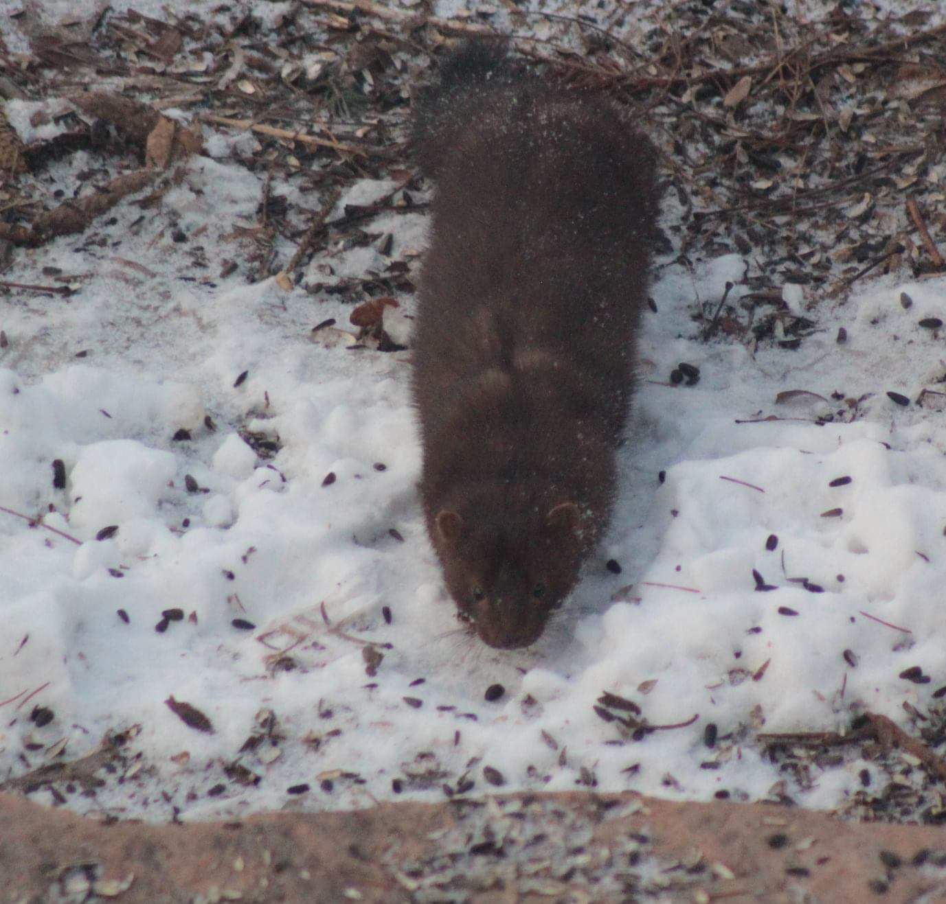 There was a mink looking for lunch and a squirrel that didn’t see ...